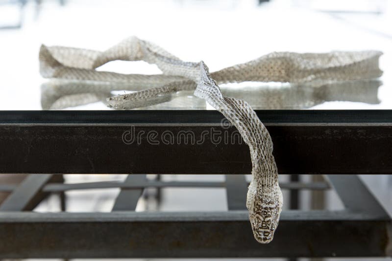 Snake skin on the table stock image. Image of wildlife - 62612567