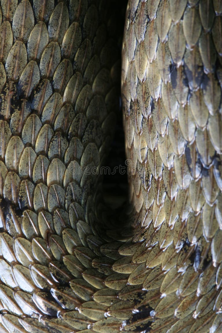 6,873 Snake Scale Texture Stock Photos - Free & Royalty-Free Stock ...