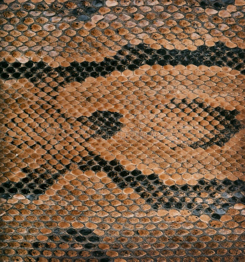 Snake Skin Surface Texture Close Up for Background Stock Photo - Image ...