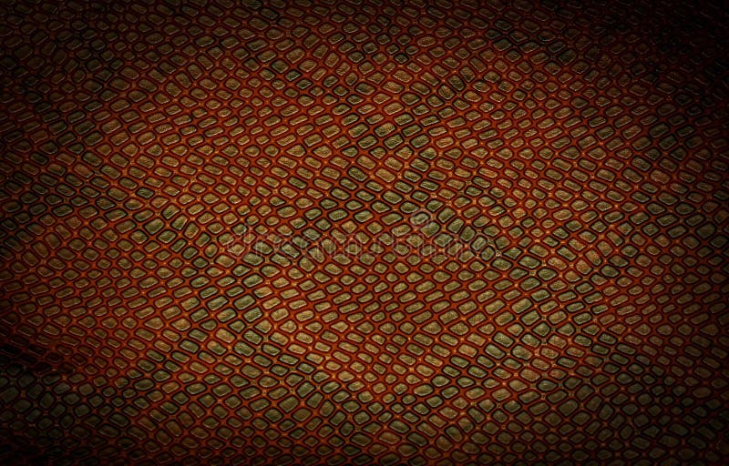 Snake Skin Frame Stock Illustrations – 369 Snake Skin Frame Stock ...