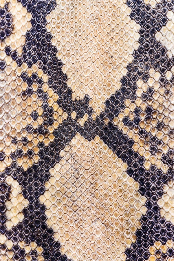 Diamondback Rattlesnake Skin Pattern