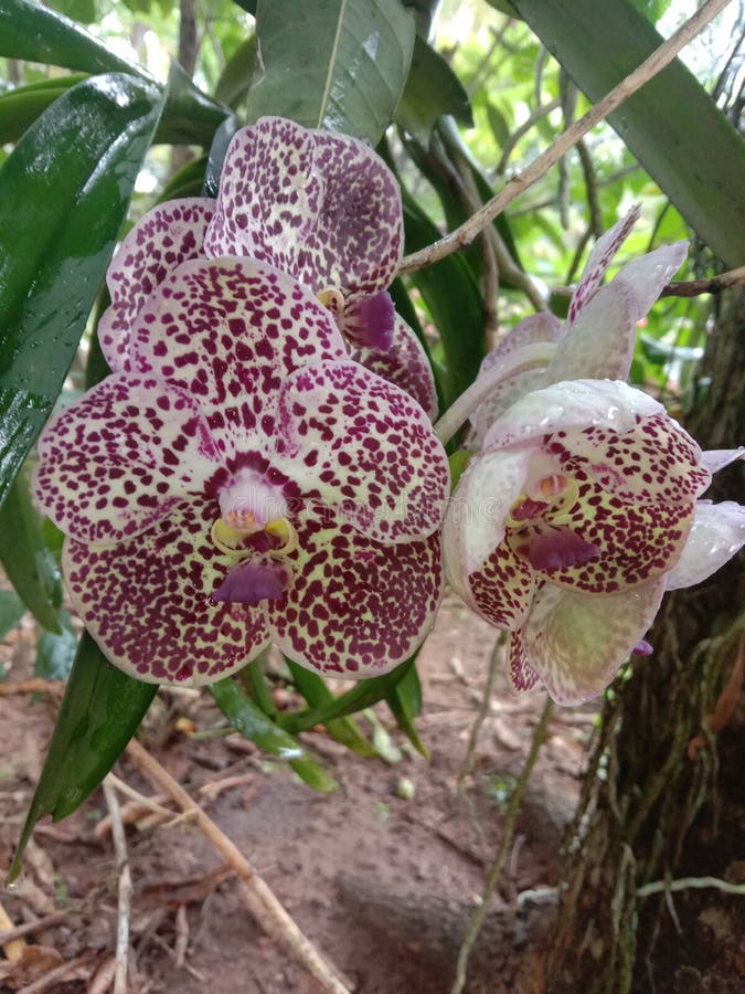 Snake skinned orchid stock image. Image of purple, shrub - 228997695