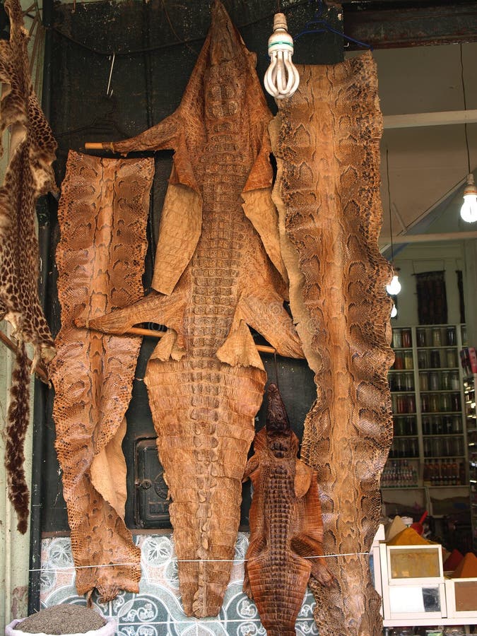 Snake skins stock image. Image of macro, exotic, fauna - 36075975