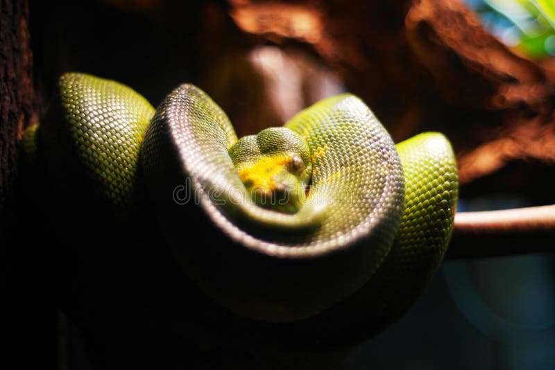 Big Snake Sleeping In Cage. Tropical Fauna In Zoo. Big Python In Cage ...