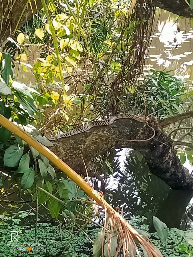 Snake Sleeping stock photo. Image of forest, reptile - 237589606