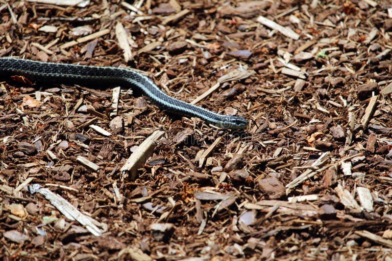 A Snake Slithering Across Bark Dust Stock Image - Image of bark, ground ...