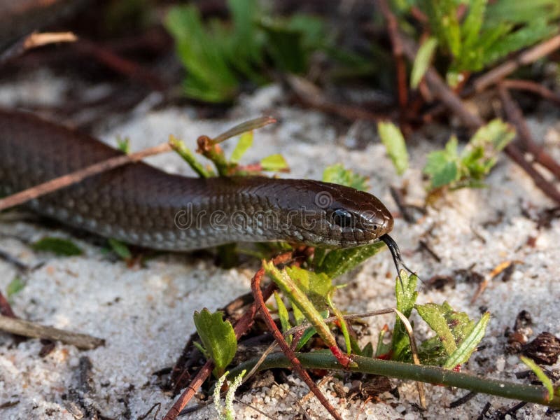 Snake Slithering through Grass and Sand. Stock Image - Image of ...