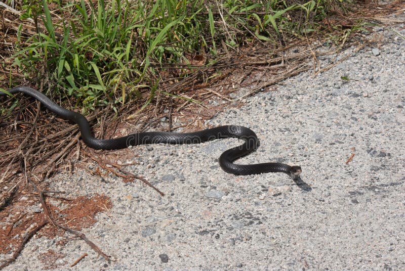 Snake on the Road stock image. Image of animal, serpent - 210168059