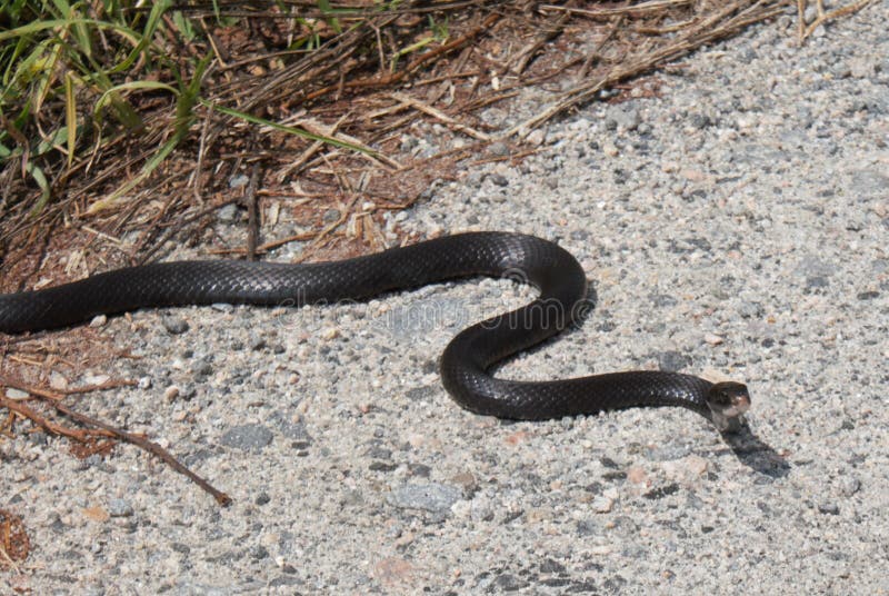 Snake on the Road stock photo. Image of elongated, reptile - 210168066