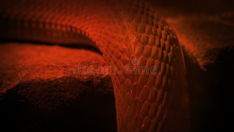 Snake Slithering Up in Firelight Stock Footage - Video of rocks, forest ...
