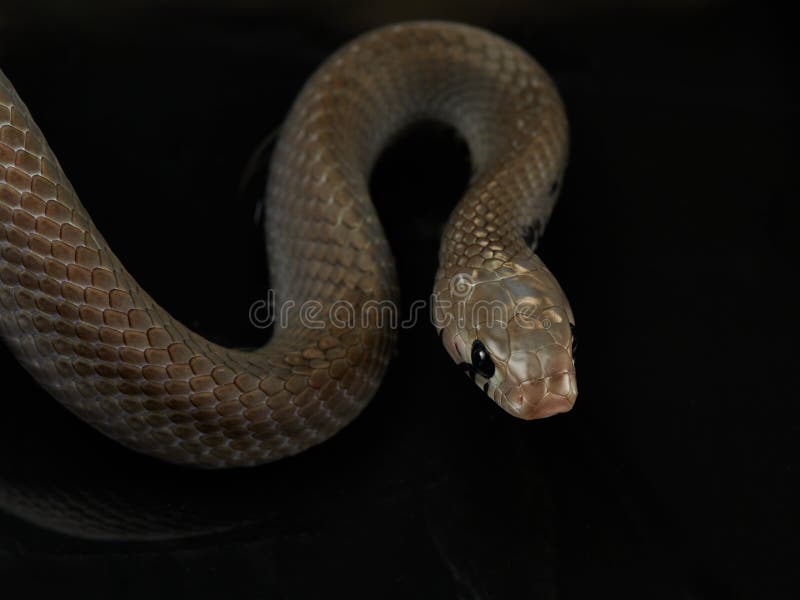 Snake Slithering on Water stock image. Image of stealth - 335041259