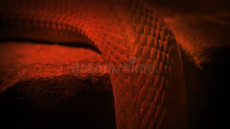 Snake Slithers Over Ledge in Fire Glow Stock Video - Video of ruins ...
