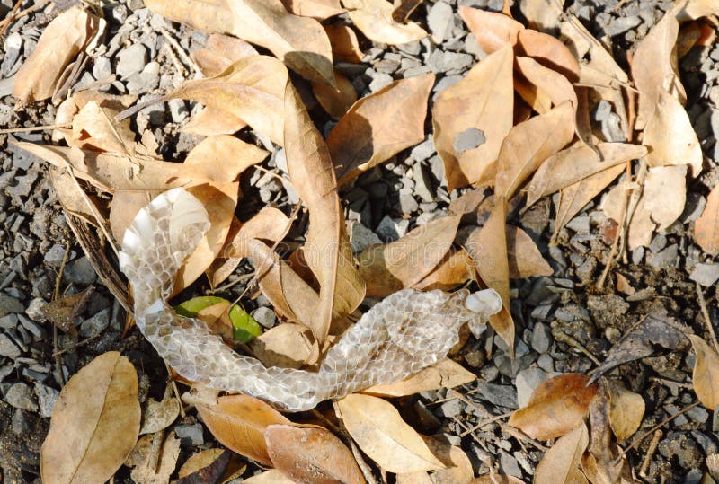 Snake Slough Skin on Wooden Board Stock Image - Image of curve, leather ...