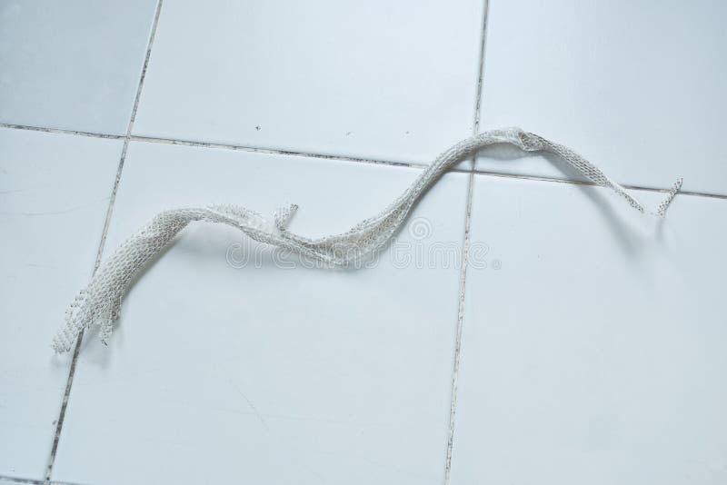 Snake Slough Skin on Tile Floor in House Stock Image - Image of ...