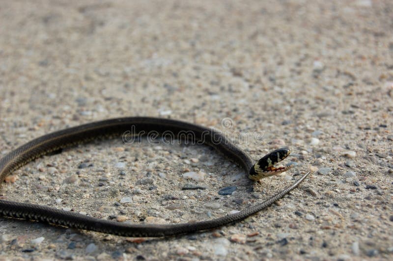 Snake Hisses Stock Photos - Free & Royalty-Free Stock Photos from ...