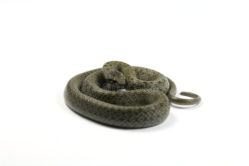 Snake coiled in the ring stock photo. Image of white - 31765304