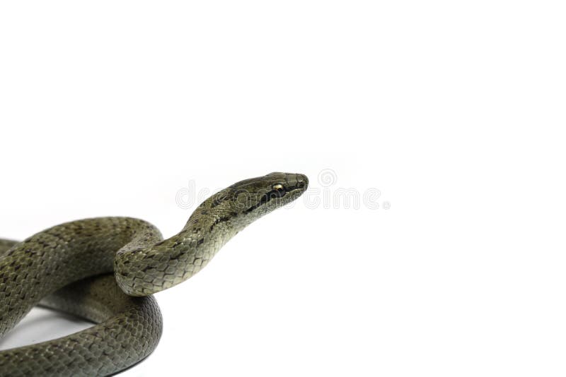 262 Snake Hissing Stock Photos - Free & Royalty-Free Stock Photos from ...