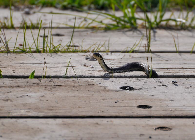 A Snake by a Small Wooden Bridge Stock Photo - Image of small, weather ...