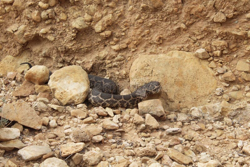 182 Climbing Rock Snake Stock Photos - Free & Royalty-Free Stock Photos ...