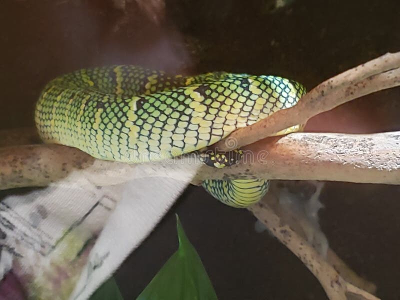 Snake stock image. Image of aquarium, snake, green, cool - 158671413