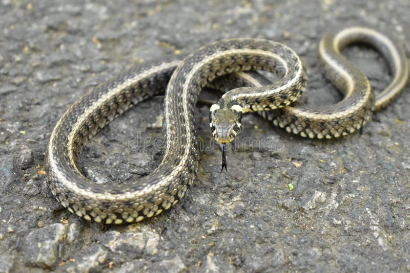 Ssss Stock Photos - Free & Royalty-Free Stock Photos from Dreamstime