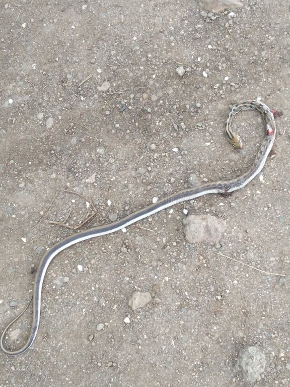 Snake stock image. Image of campus, kingkobra, venom - 112399501