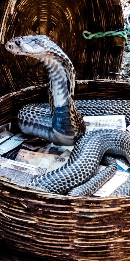 Snake stock photo. Image of venom, street, snake, streetplay - 145844382