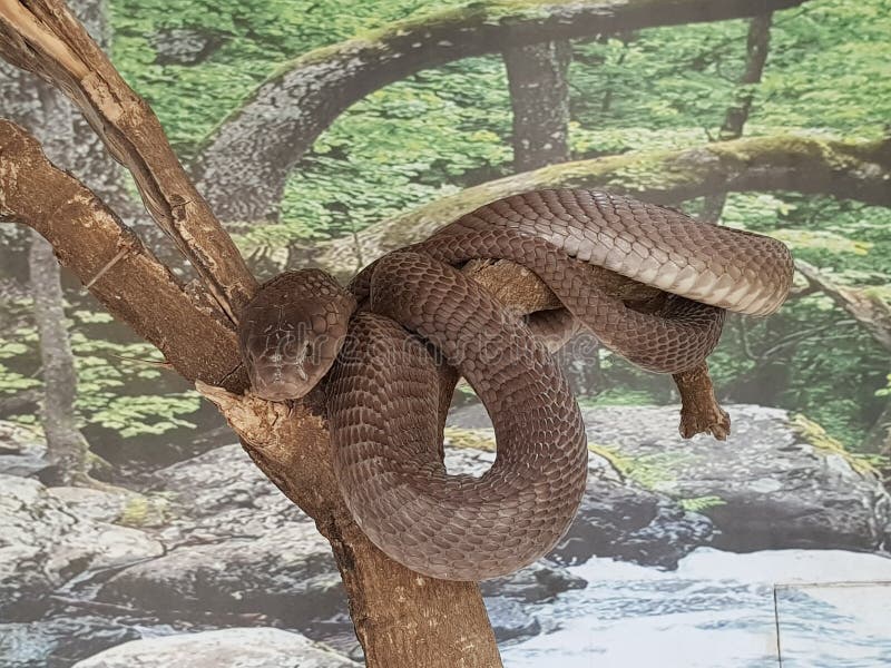 127 Snakes Kenya Stock Photos - Free & Royalty-Free Stock Photos from ...