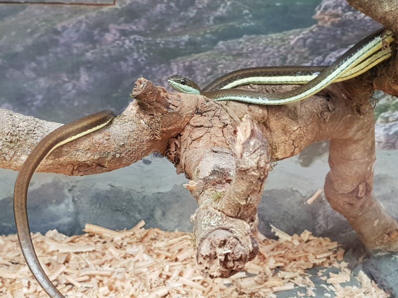 Snake stock photo. Image of snake, africa, wildlife, fauna - 93218784