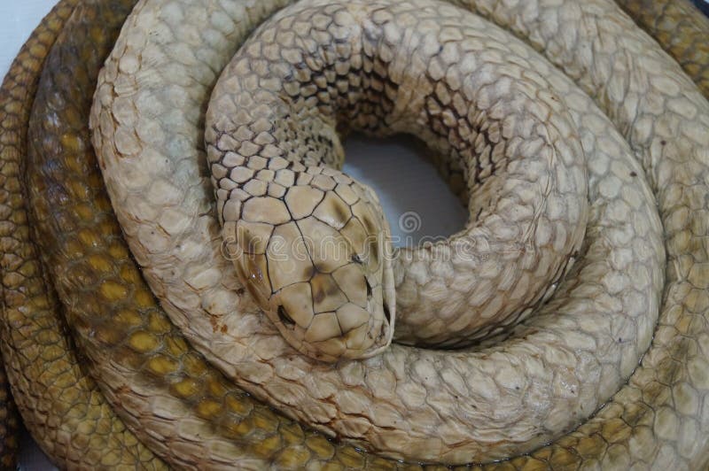 Toy snake stock photo. Image of sell, plastic, handicrafts - 51220184