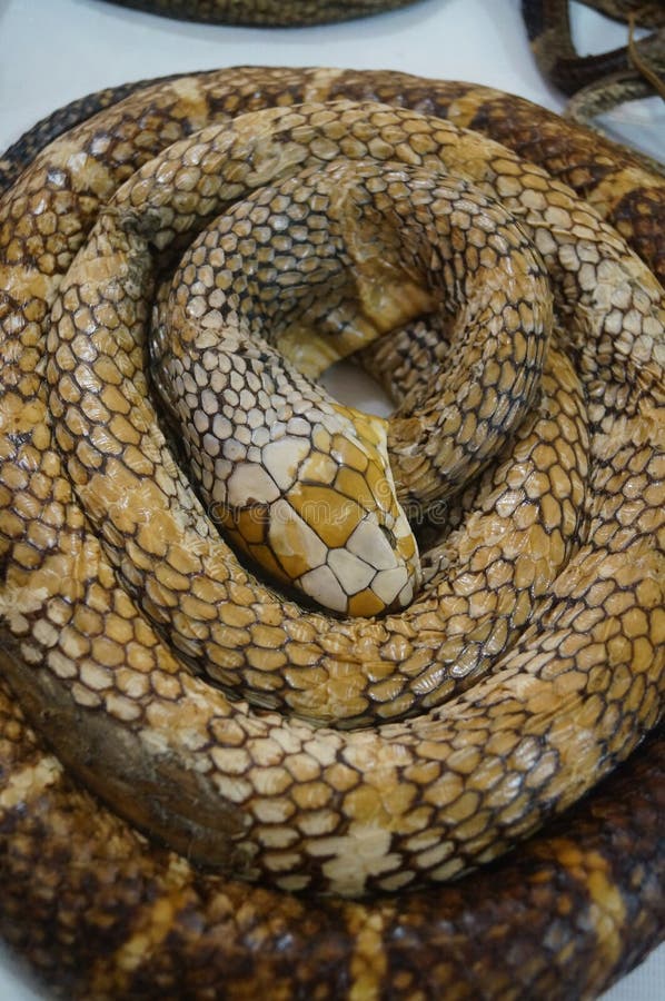 Toy snake stock photo. Image of sell, plastic, handicrafts - 51220184