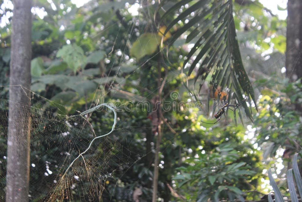 Snake and Spider talk stock photo. Image of animal, spider - 181997414