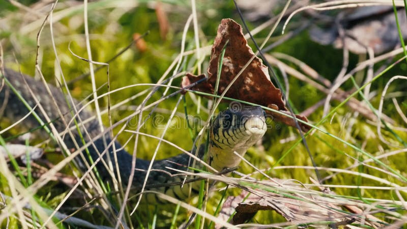 Snake in Spring Forest - Common Viper Crawling through Grass and Moss ...