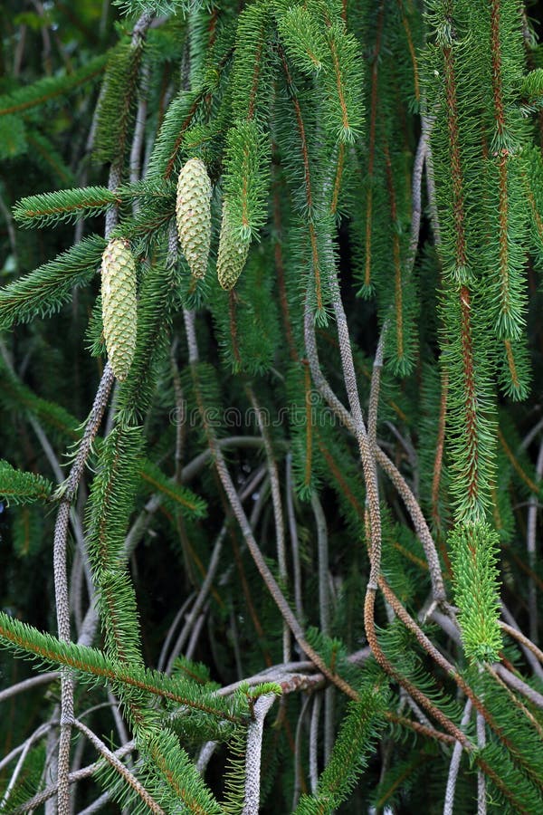 Snake spruce stock image. Image of forest, cone, trees - 47205931