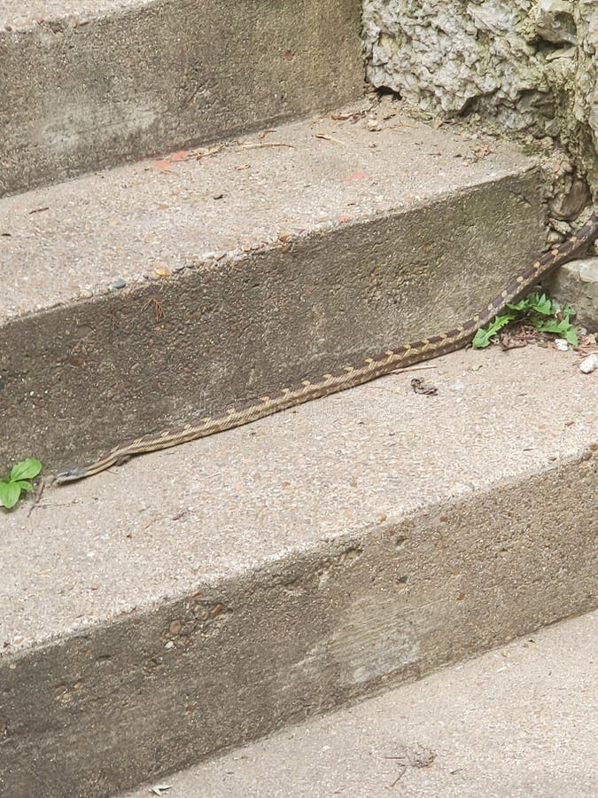 Snake on a step stock image. Image of animal, wildlife - 281816857