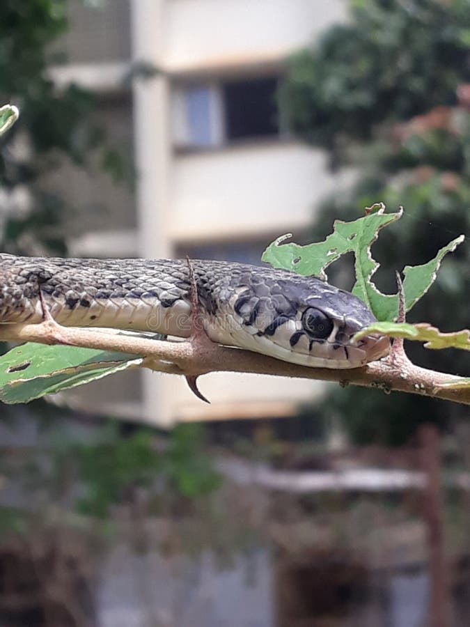 Still rope walking snake stock photo. Image of look - 167546836
