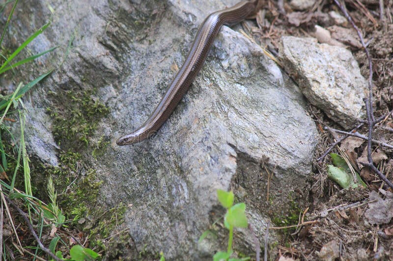 Snake on the stone stock image. Image of grass, stone - 184651059