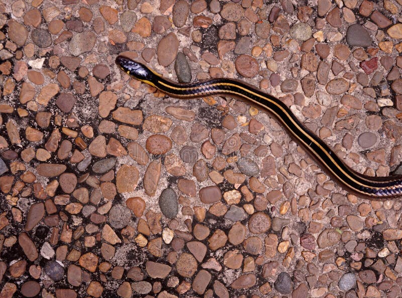 The Snake on a Stone in the Garden Stock Photo - Image of crawling ...