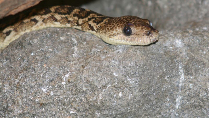 Snake on stone stock image. Image of reptiles, stone - 115508261