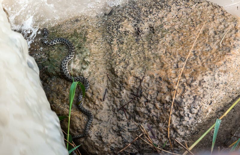 Snake on a stone stock photo. Image of reptile, poisonous - 92575832