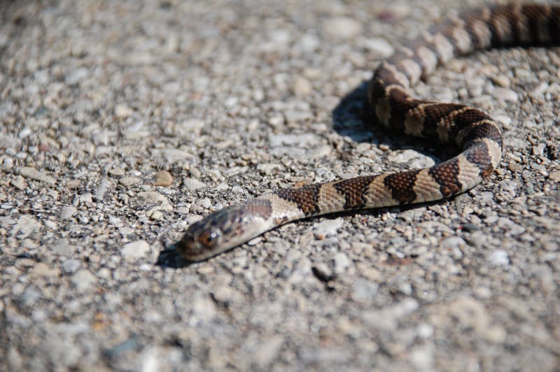 Snake on stones stock image. Image of resting, wildlife - 2425617