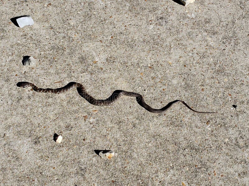 624 Snake Sunbathing Stock Photos - Free & Royalty-Free Stock Photos ...