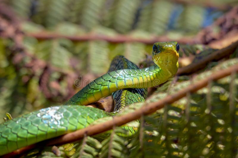 Sunbathing Snake on the Rocks on a Sunny Day Stock Image - Image of ...