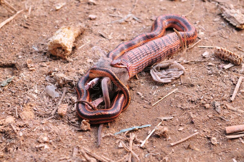 The Snake is Swallow Brown House Mouse Stock Photo - Image of brown ...