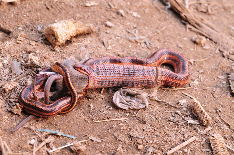 The Snake is Swallow Brown House Mouse Stock Image - Image of brown ...
