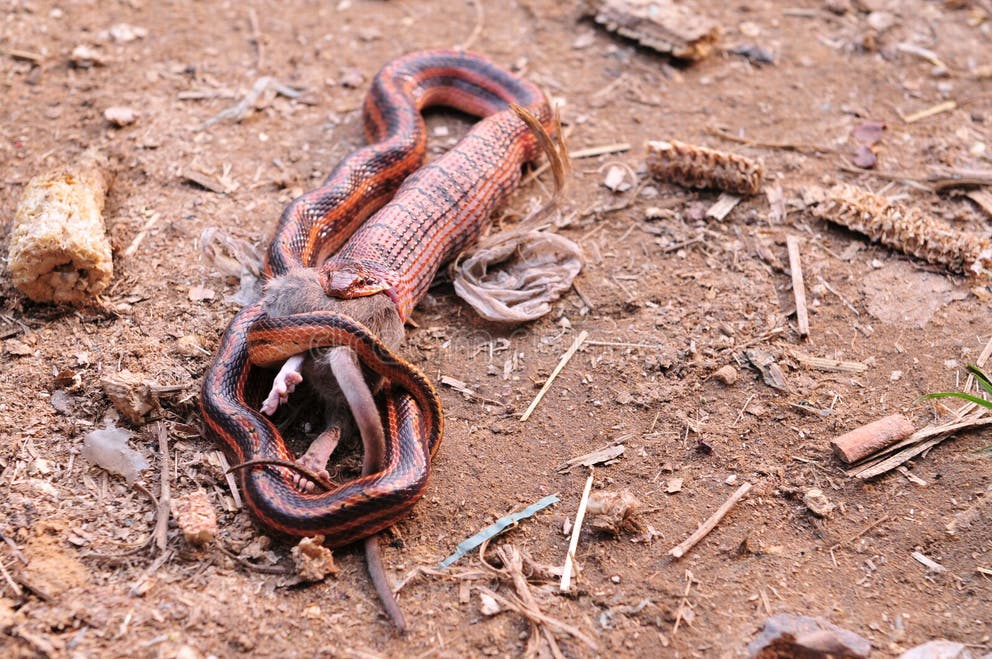 The Snake is Swallow Brown House Mouse Stock Photo - Image of wild ...