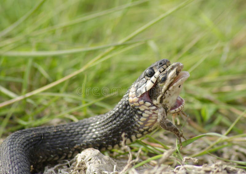 Snake swallowing frog stock photo. Image of feeds, hungry - 24731116