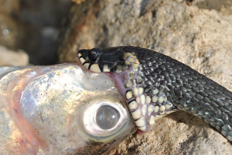 Snake swallows fish stock photo. Image of case, amphibious - 58576406