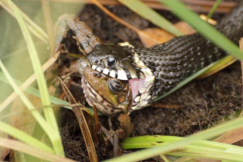 The snake swallows a toad stock image. Image of catch - 59695081