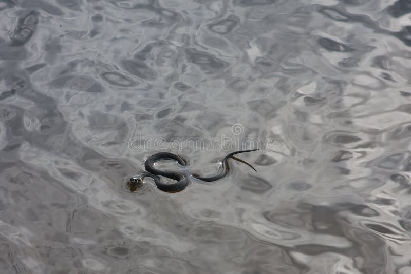 Snake swimming in water stock photo. Image of swamp - 190044832